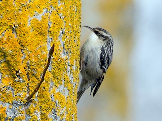 Grimpereau des jardins - eBird
