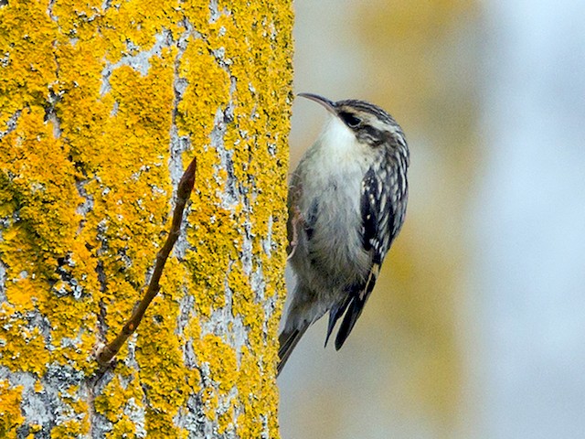 Photos - Short-toed Treecreeper - Certhia brachydactyla - Birds of the ...