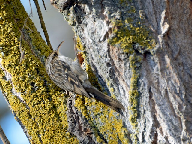 Photos - Short-toed Treecreeper - Certhia brachydactyla - Birds of the ...
