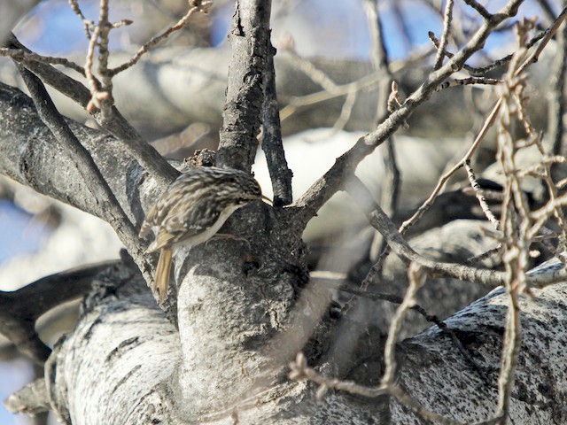 Photos - Short-toed Treecreeper - Certhia brachydactyla - Birds of the ...