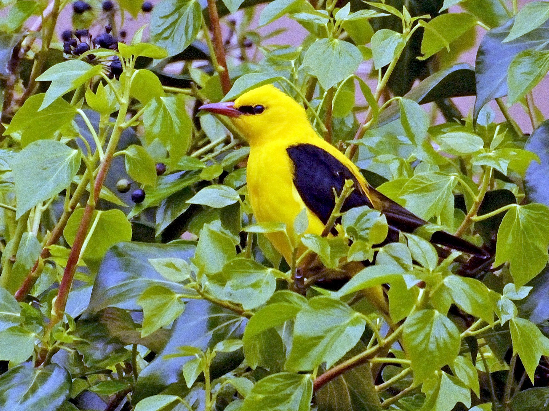 Eurasian Golden Oriole - eBird