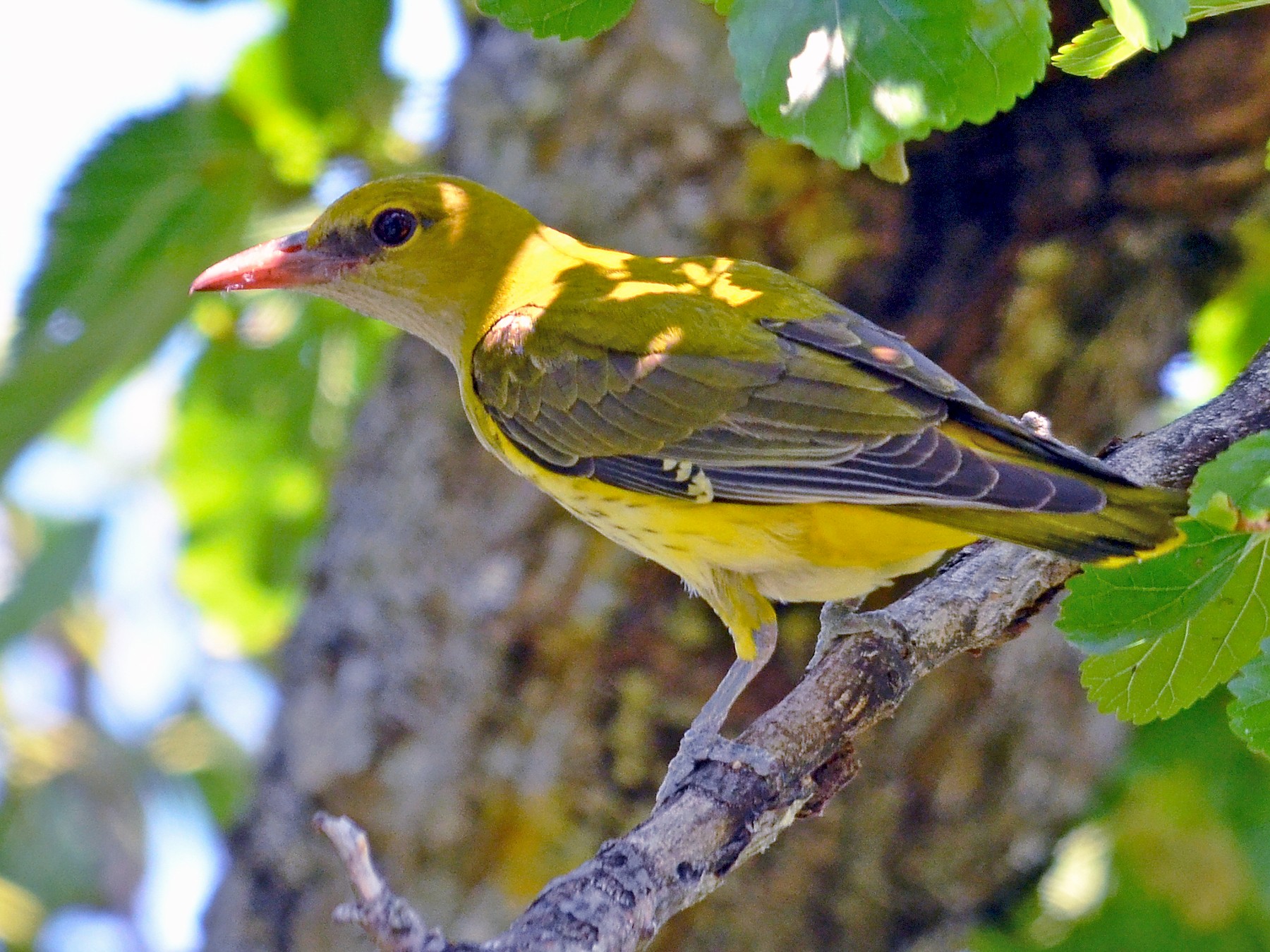 Eurasian Golden Oriole - eBird