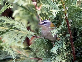 Common Firecrest - eBird