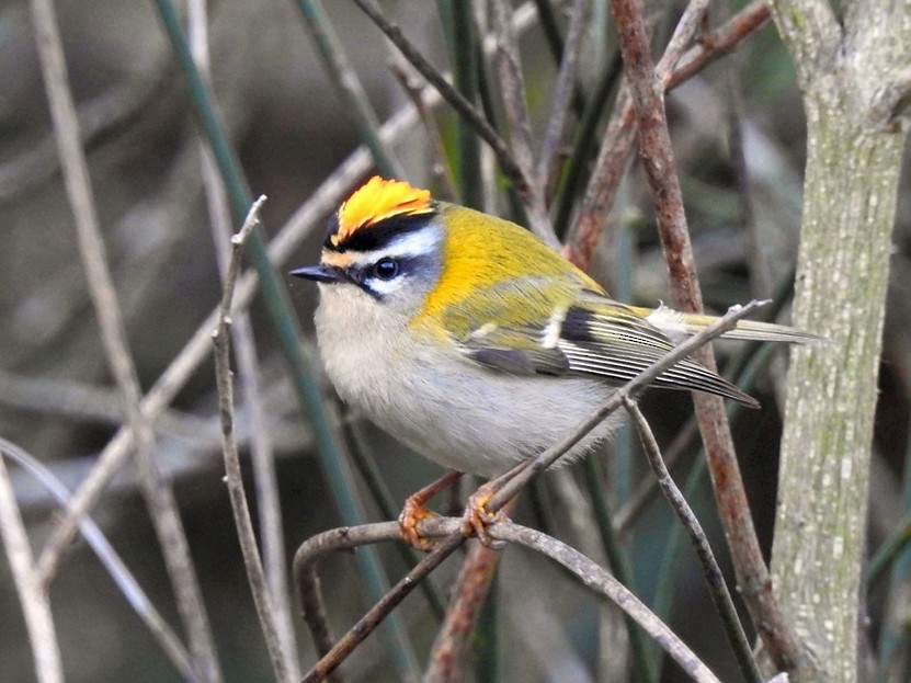Common Firecrest - eBird