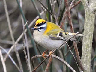 Common Firecrest - eBird