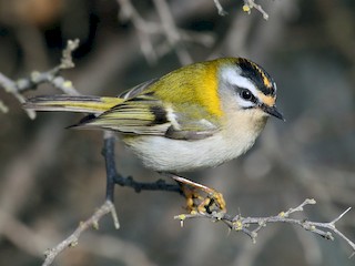 Common Firecrest - eBird