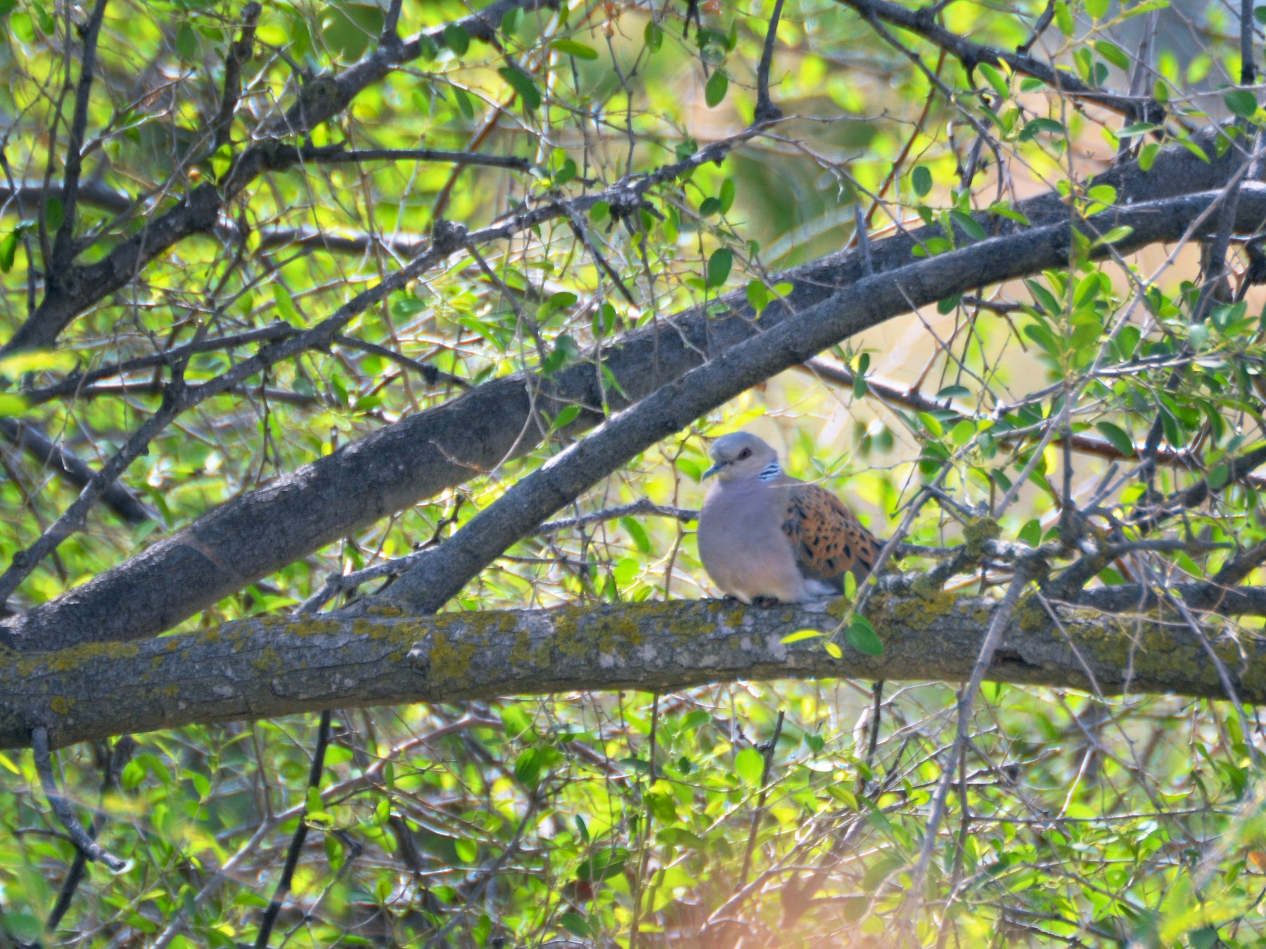 European Turtle Dove - eBird