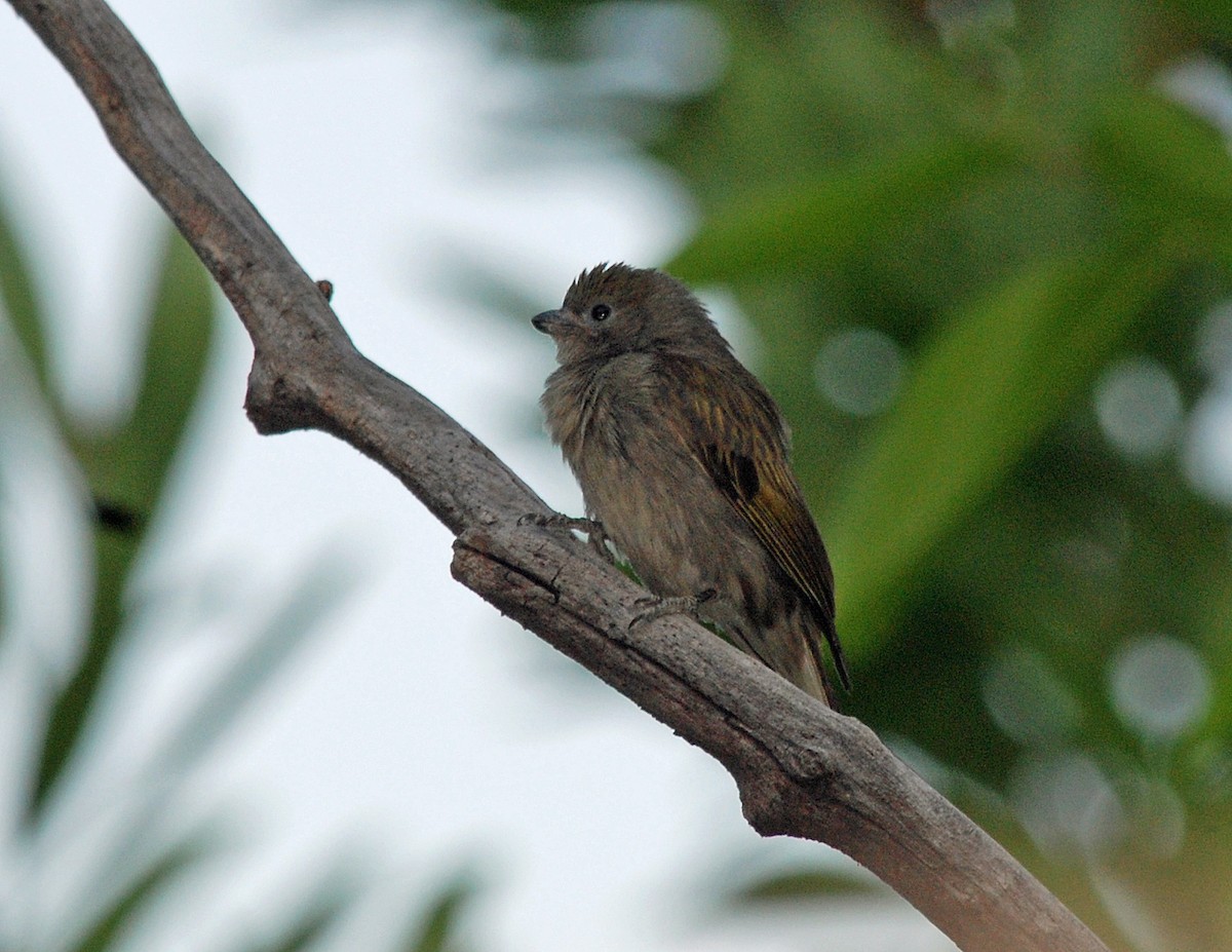 Willcocks's Honeyguide - Indicator willcocksi - Birds of the World
