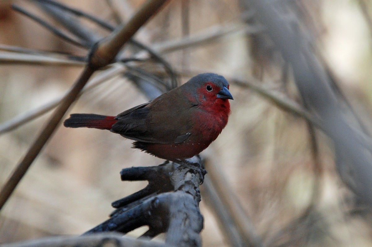 Chad Firefinch - Lagonosticta umbrinodorsalis - Birds of the World