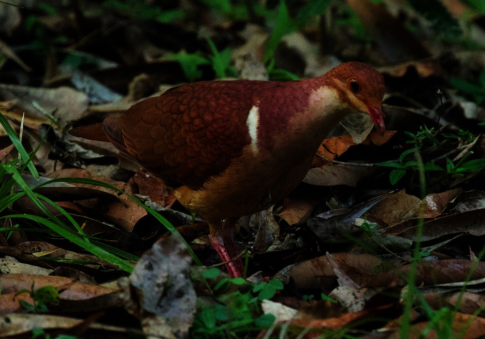 Ruddy Quail-Dove (Ruddy) - eBird