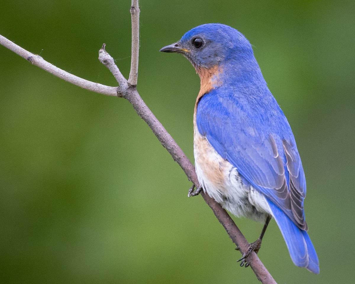 eBird Checklist - 25 May 2022 - Glacier Ridge Metro Park--North - 46 ...