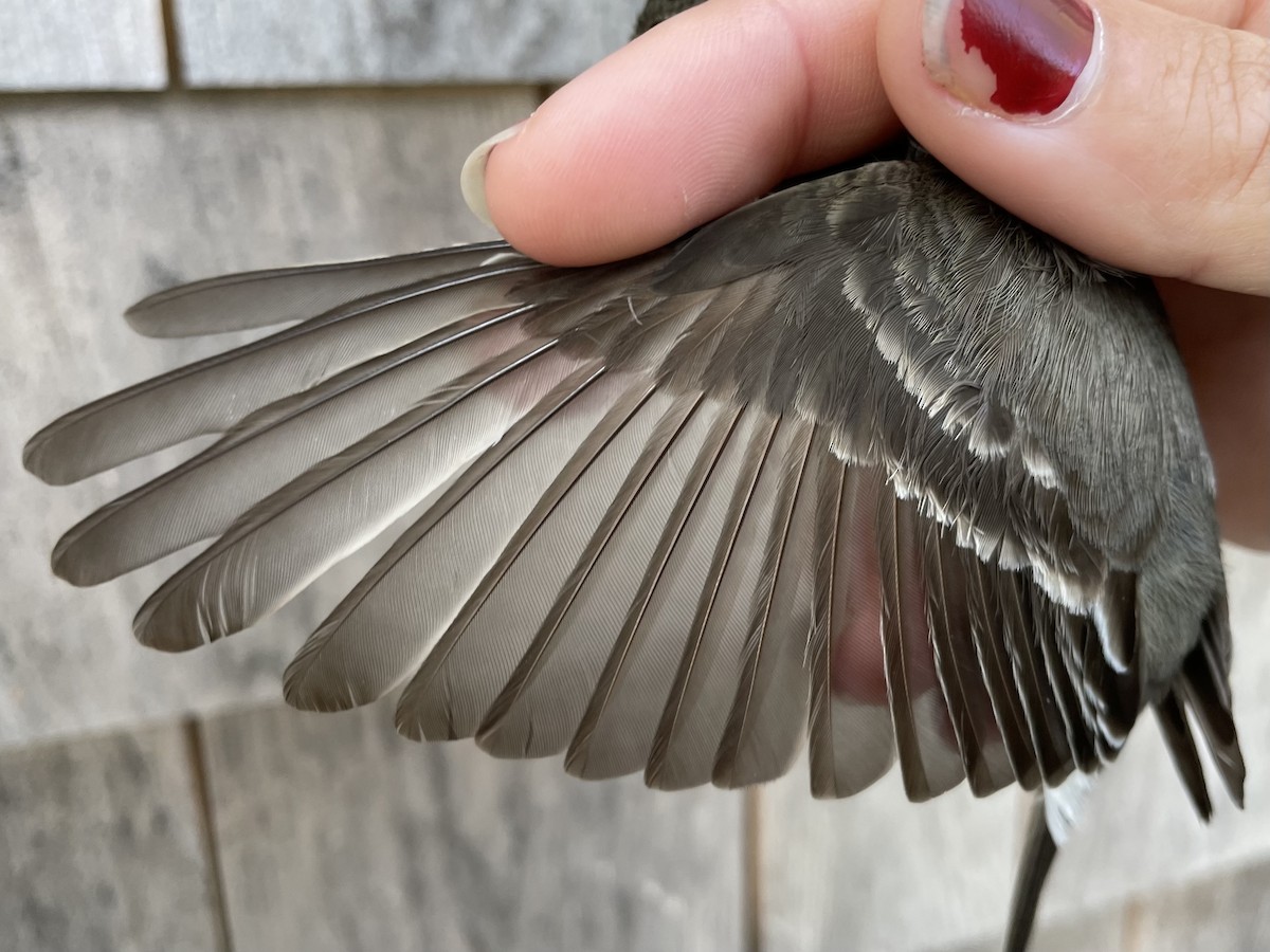 eBird Checklist - 26 May 2022 - Manomet Bird Observatory - 39 species