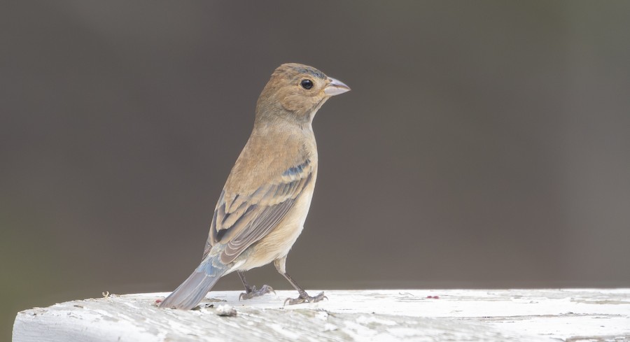 Passerin azuré ou P. indigo - eBird