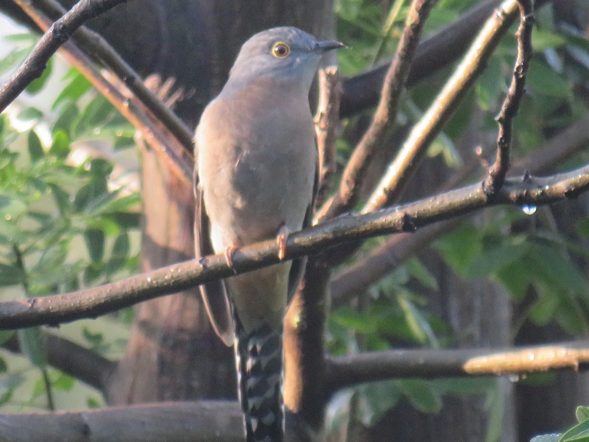 eBird Checklist - 26 May 2022 - Boothtown Reserve and Hyland Rd Park ...