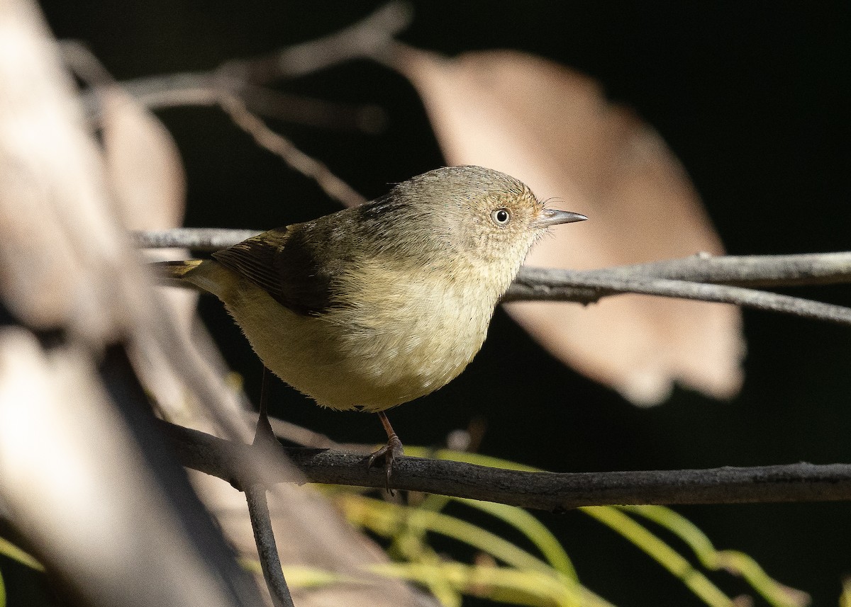 Buff-rumped Thornbill - Acanthiza reguloides - Media Search - Macaulay ...