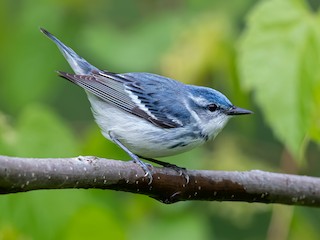 Cerulean Warbler - Setophaga cerulea - Birds of the World