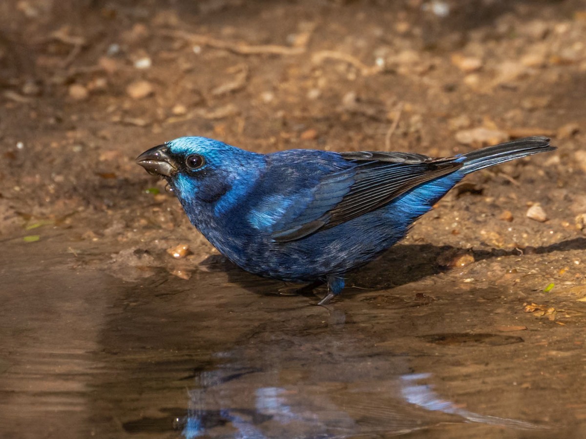 Blue Bunting - Cyanocompsa parellina - Birds of the World