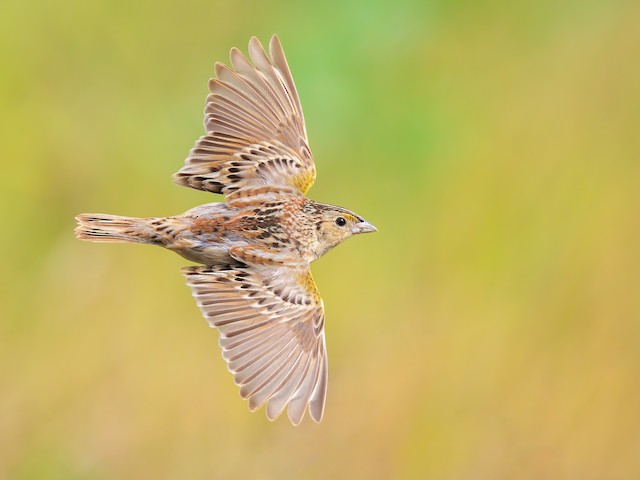 Grasshopper In Flight