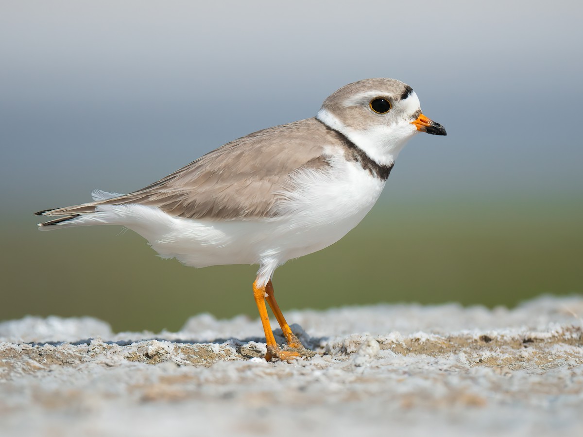 Piping Plover - Charadrius melodus - Birds of the World