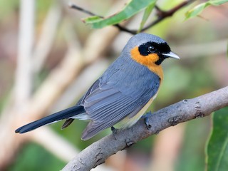 Spectacled Monarch - Symposiachrus trivirgatus - Birds of the World