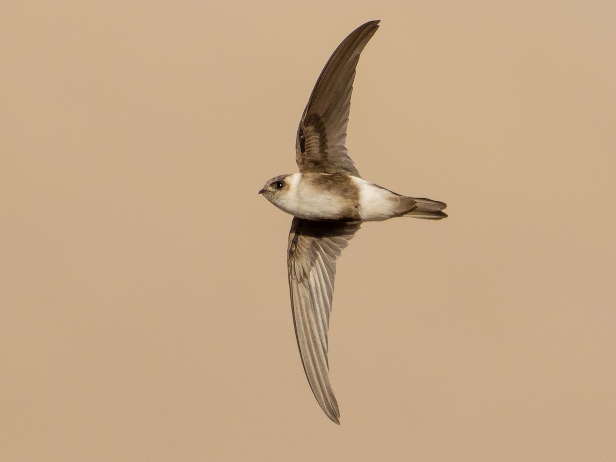 Andean Swift - Aeronautes andecolus - Birds of the World