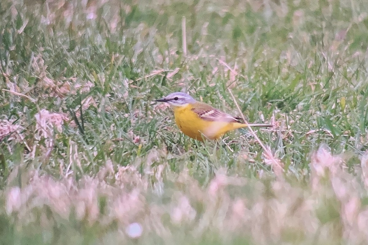 Western Yellow Wagtail (Channel Wagtail intergrade) - eBird