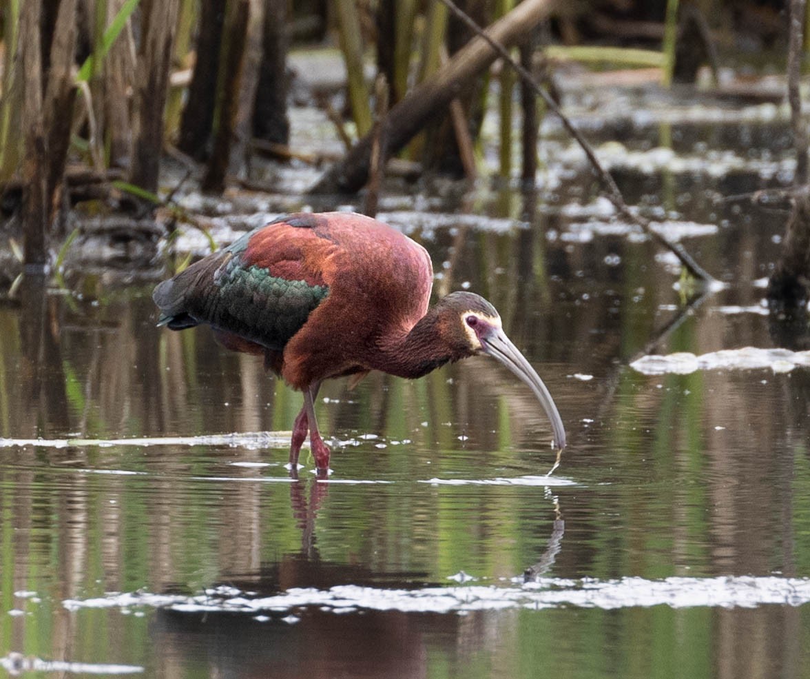 ML453897981 White-faced Ibis Macaulay Library