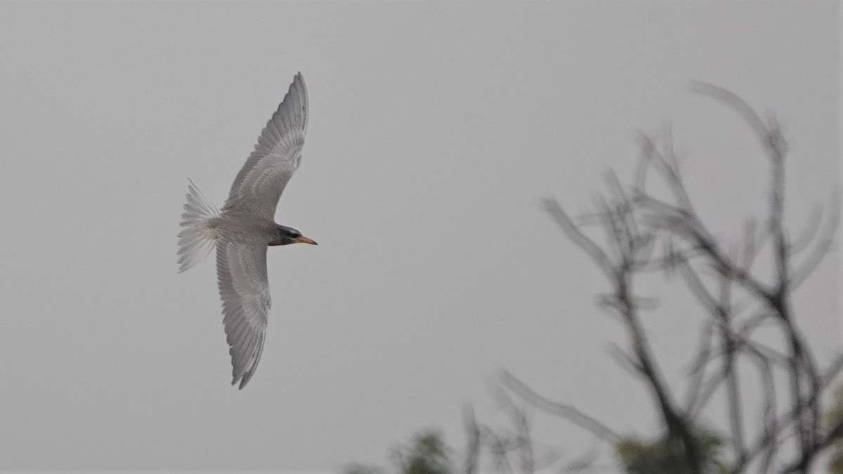 ML454083681 River Tern Macaulay Library
