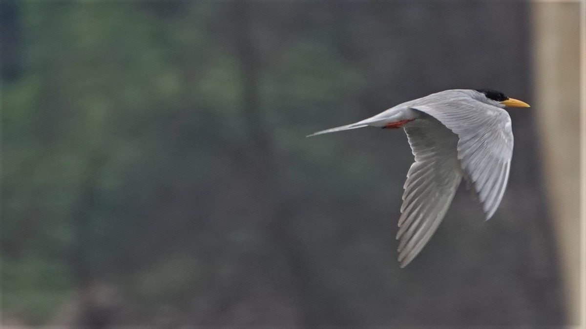 ML454083901 River Tern Macaulay Library