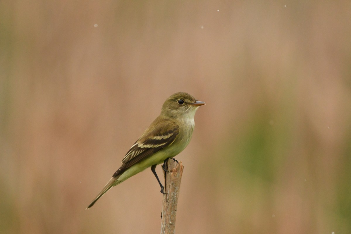 eBird Checklist - 28 May 2022 - Wallkill River NWR--Kelly Rd. - 32 species