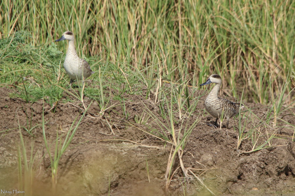 Israel Breeding Bird Atlas Checklist - 28 May 2022 - Bet Netofa Valley ...