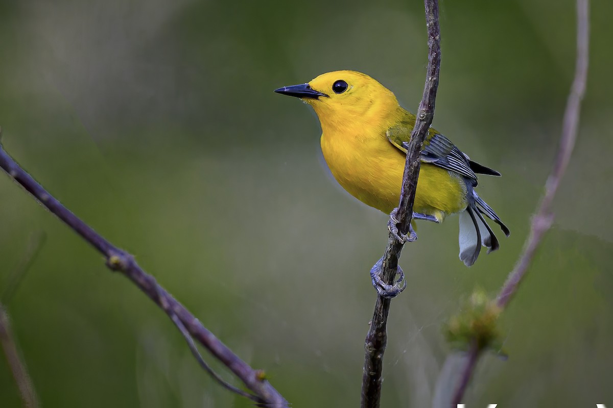 ML454138801 Prothonotary Warbler Macaulay Library