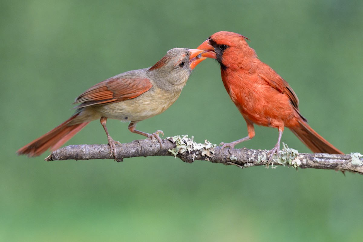 ML454325021 Northern Cardinal Macaulay Library