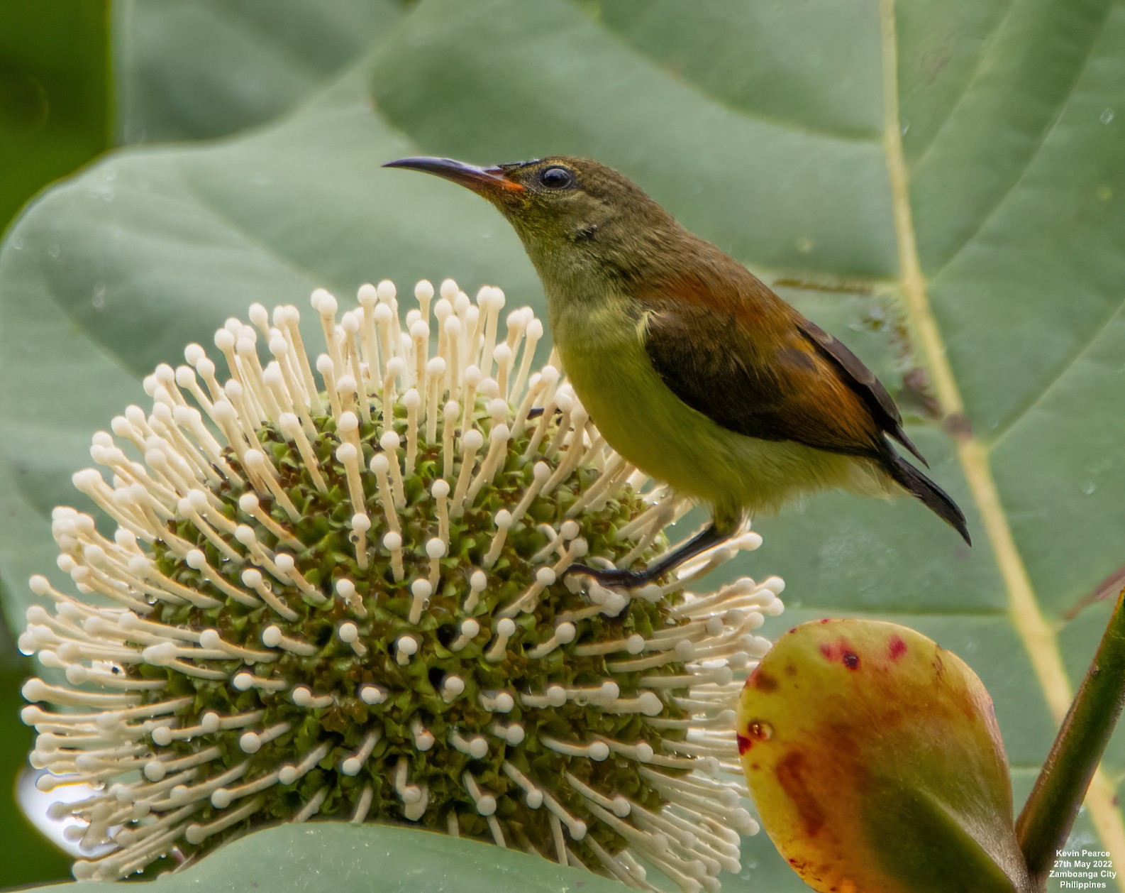 Suimanga Gorjipúrpura (juliae) - eBird