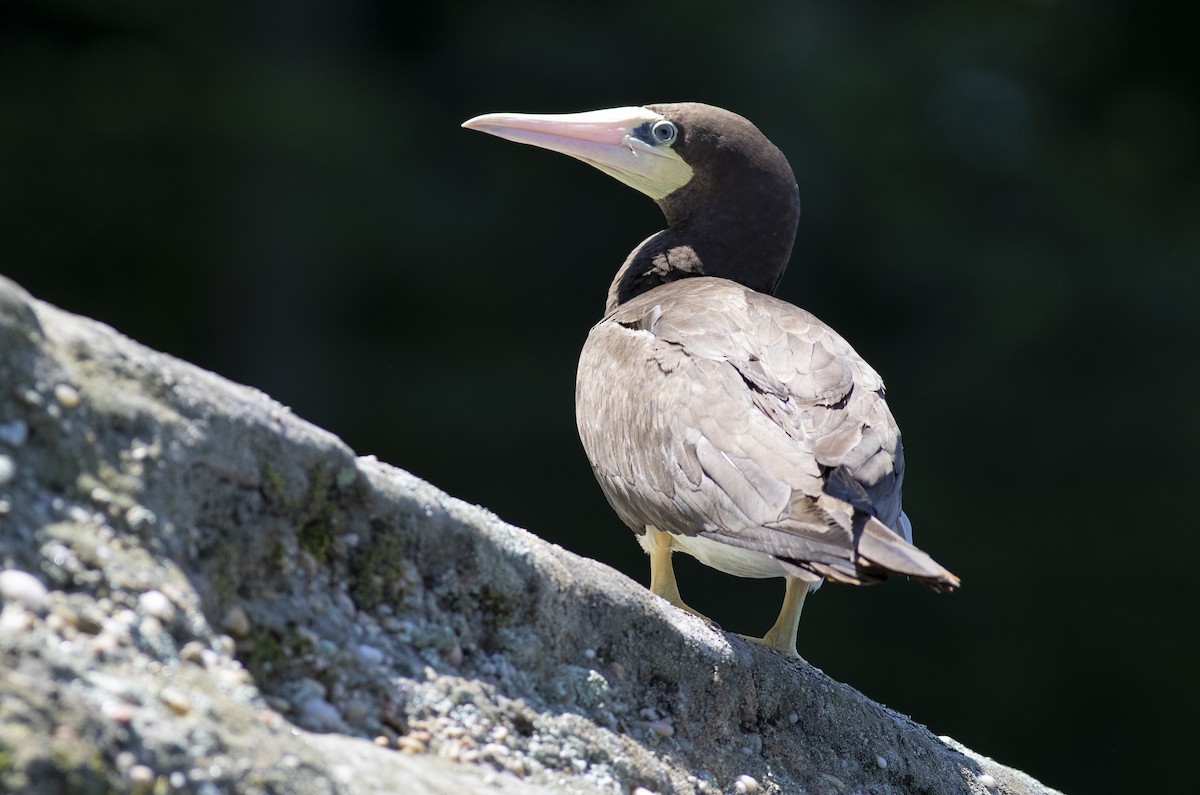 eBird Checklist - 29 May 2022 - stakeout Brown Booby, Shady Cliff Resort (2022) - 24 species