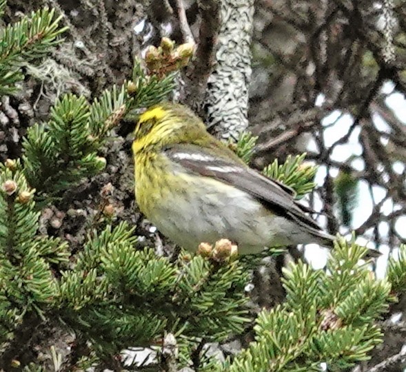 New Hampshire eBird Checklist - 26 May 2022 - Monhegan Island - 48 species