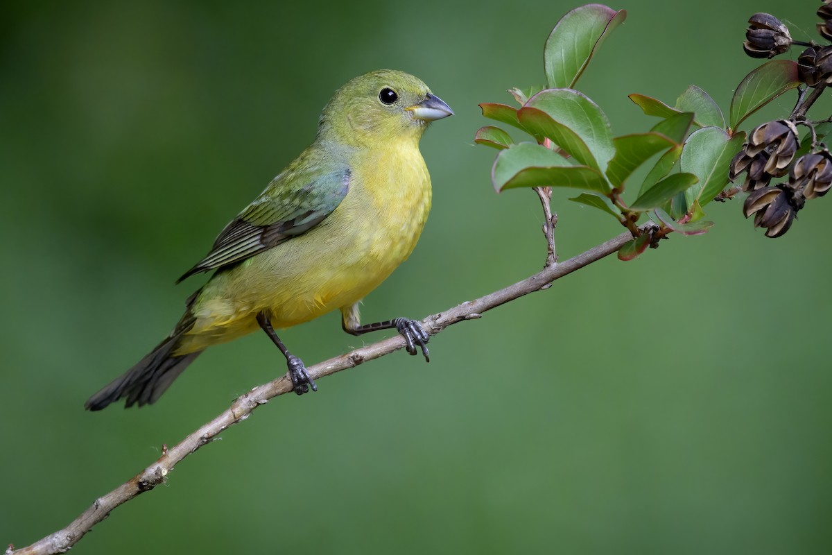 ML454848611 - Painted Bunting - Macaulay Library