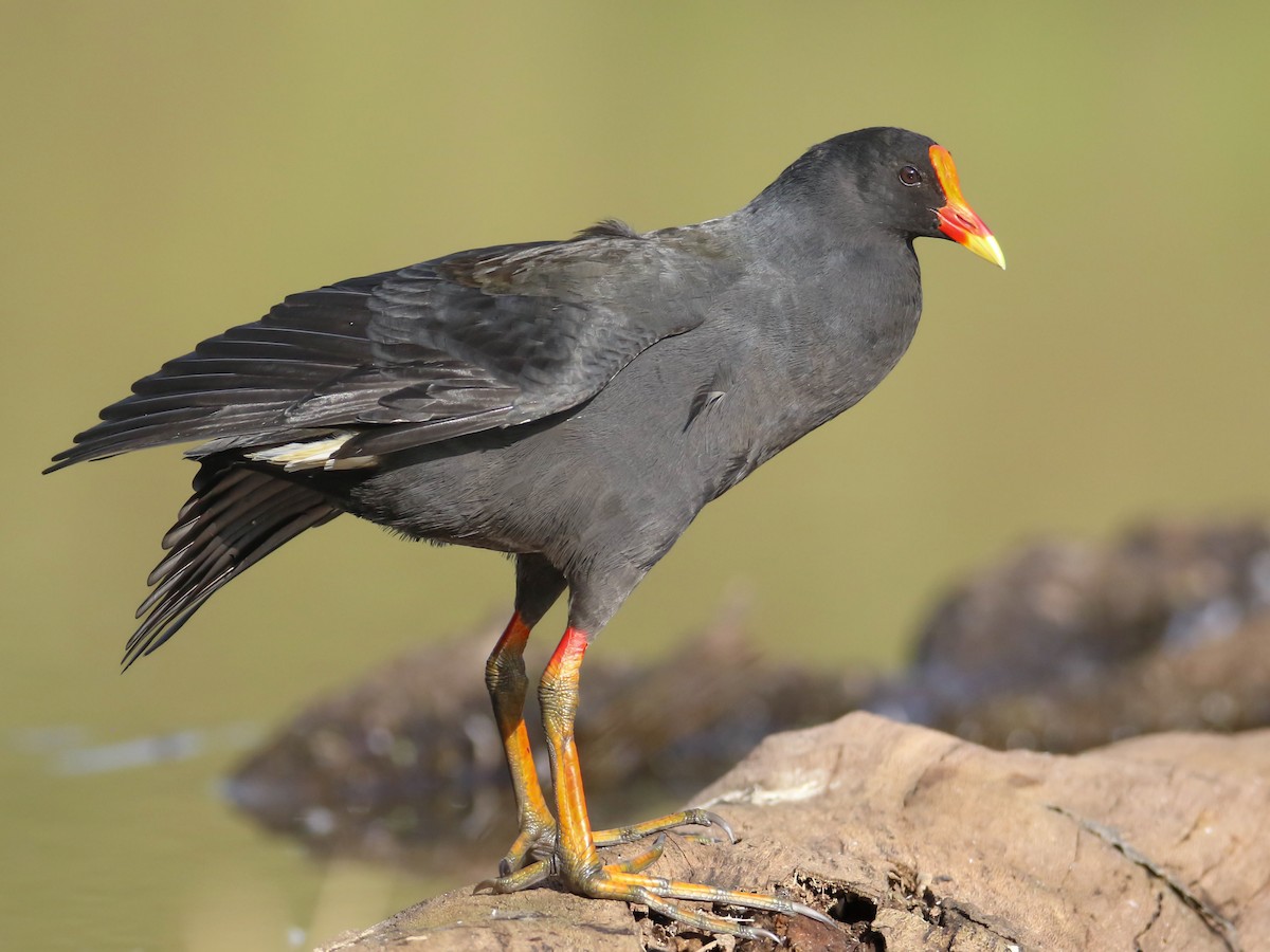 Dusky Moorhen - Gallinula tenebrosa - Birds of the World