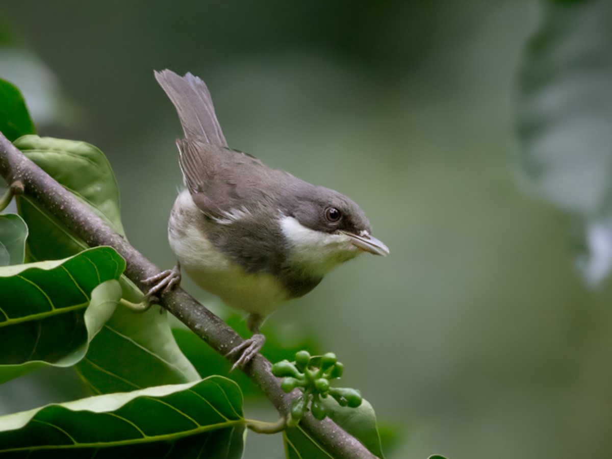 Dohrn's Thrush-Babbler - Sylvia dohrni - Birds of the World