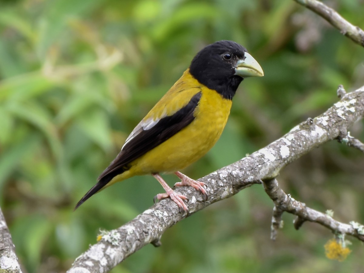 Hooded Grosbeak - Coccothraustes abeillei - Birds of the World