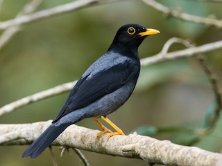 Yellow-legged Thrush - Turdus flavipes - Birds of the World