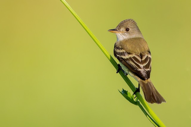 Baby Willow Flycatcher