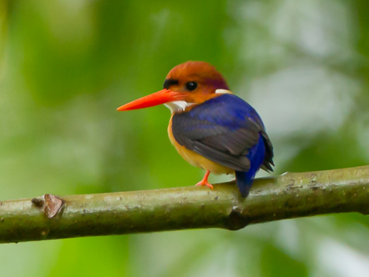 African Dwarf Kingfisher - Ispidina lecontei - Birds of the World