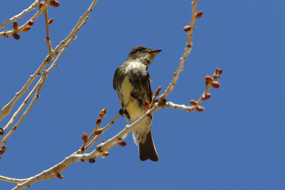 eBird Checklist - 29 May 2022 - Key Pittman WMA--Nesbitt Lake - 21 species