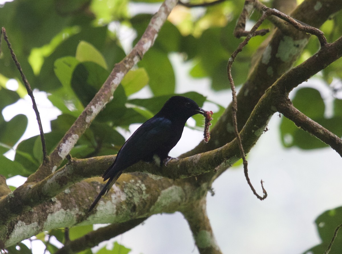 Philippine Drongo-Cuckoo - Surniculus velutinus - Birds of the World