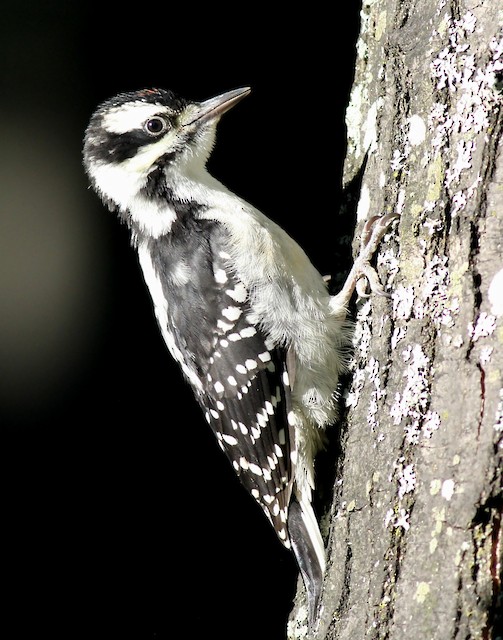 Downy Woodpecker Juvenile