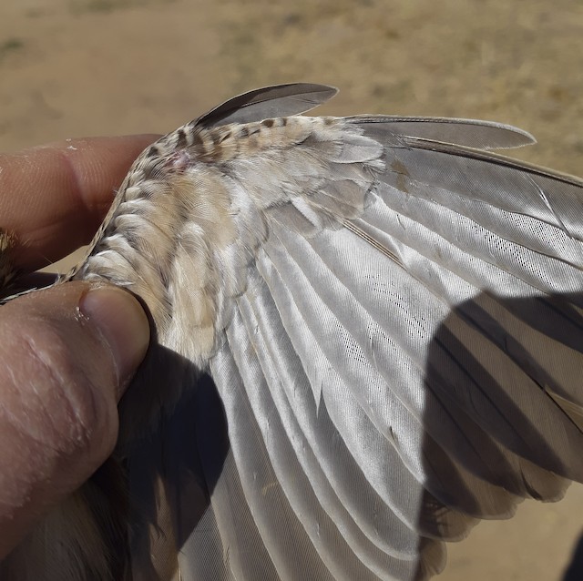 Photos - Short-clawed Lark - Certhilauda chuana - Birds of the World