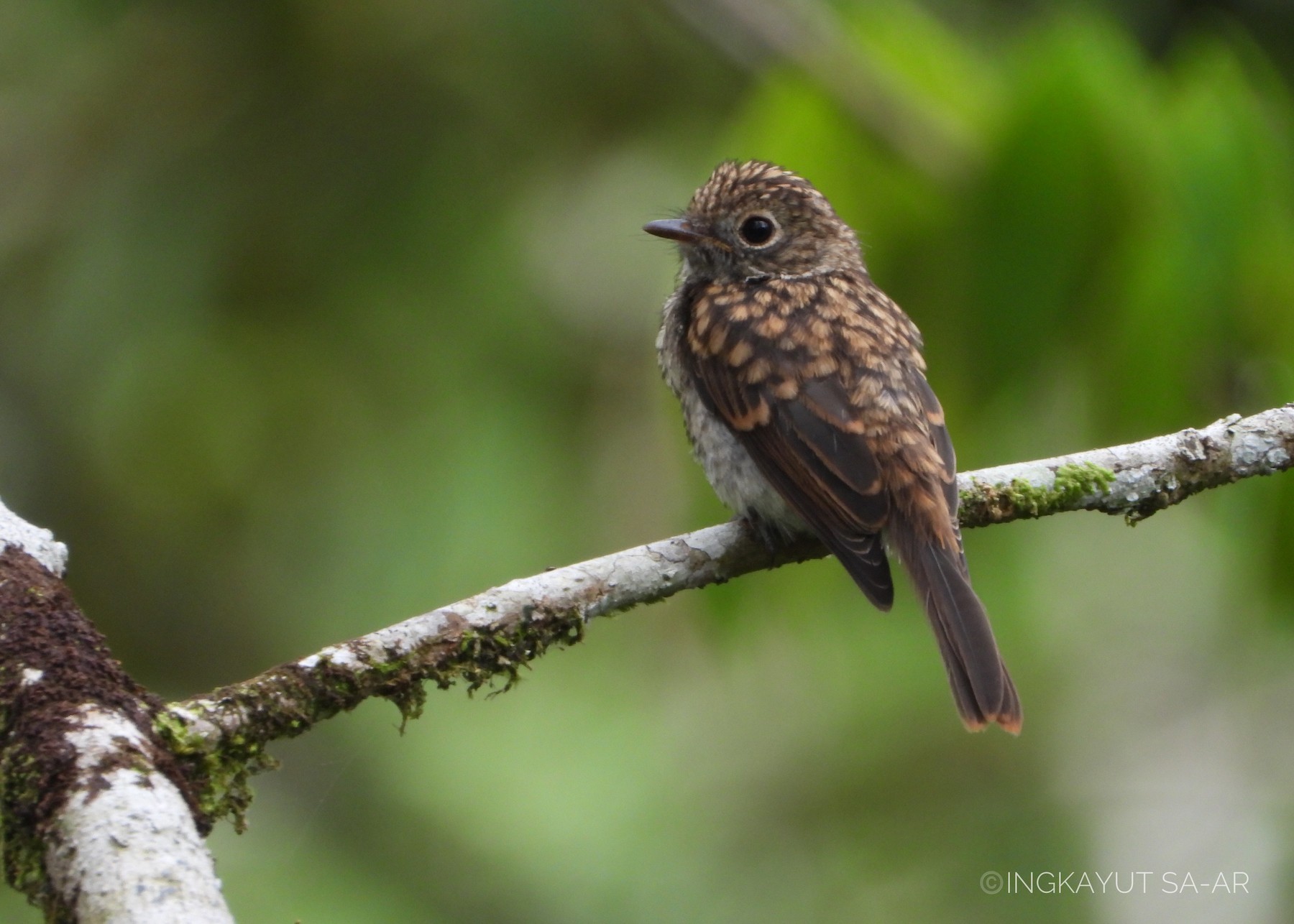 Brown-streaked Flycatcher (Umber) - eBird