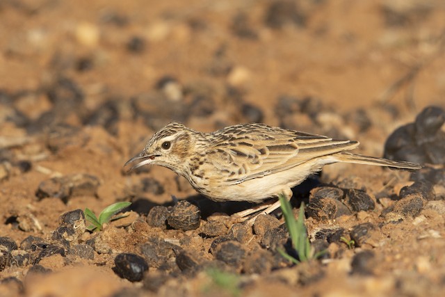 Photos - Short-clawed Lark - Certhilauda chuana - Birds of the World