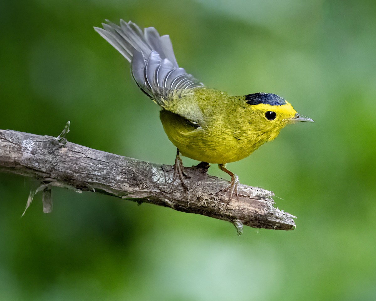 ML455664331 Wilson's Warbler Macaulay Library